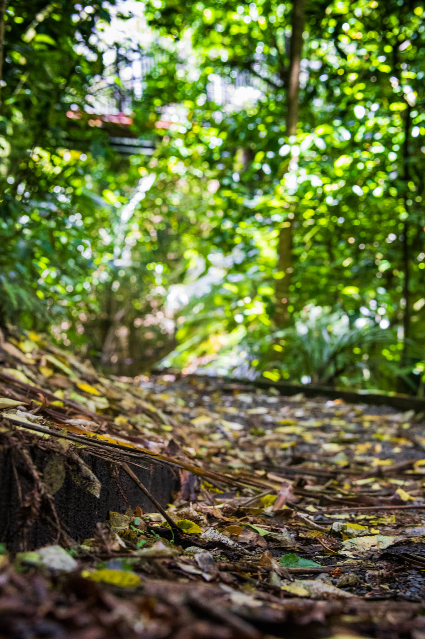 The Gully | Meadowbank School